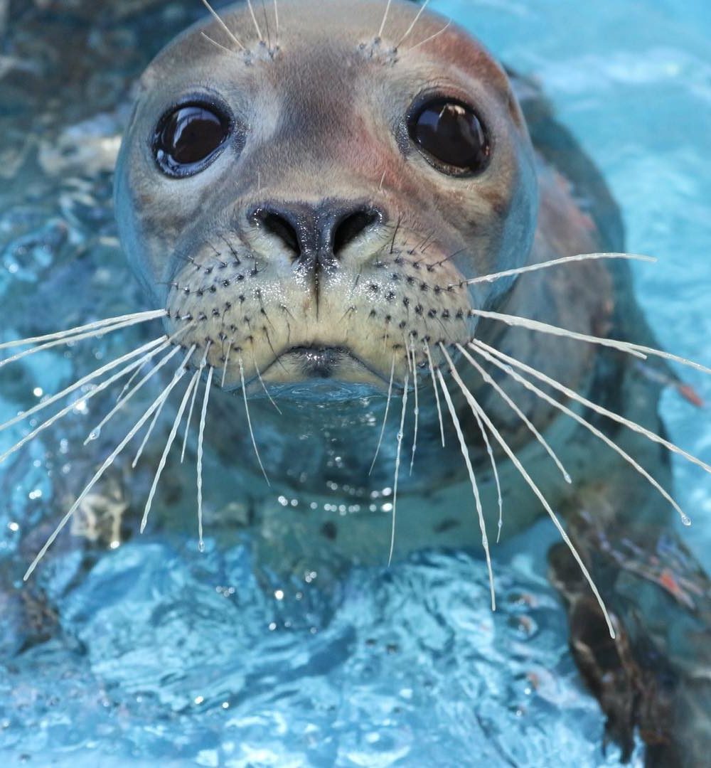 Explore Things To Do In Laguna Beach | Laguna Beach House